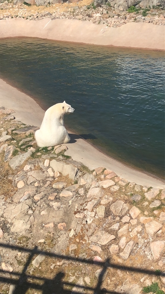 Polar Bear by T Super · iNaturalist
