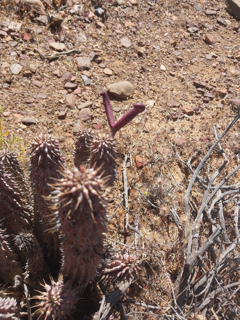 Wild Ghaap in September 2023 by Simon Robinson · iNaturalist