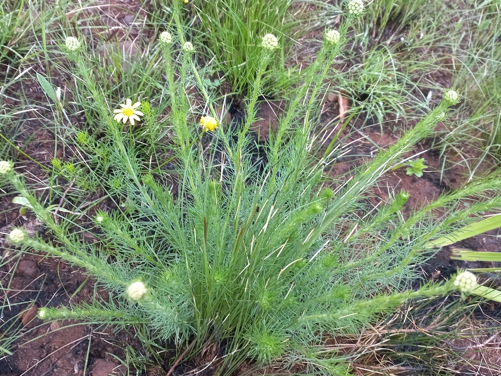 Ursinia saxatilis from Mahogany Ridge, Pinetown, 3608, South Africa on ...