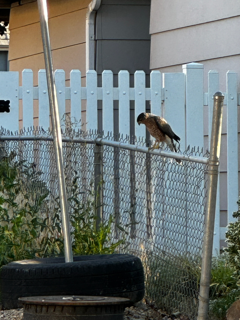 Cooper's Hawk from Boise on September 11, 2023 at 07:04 PM by Mark ...