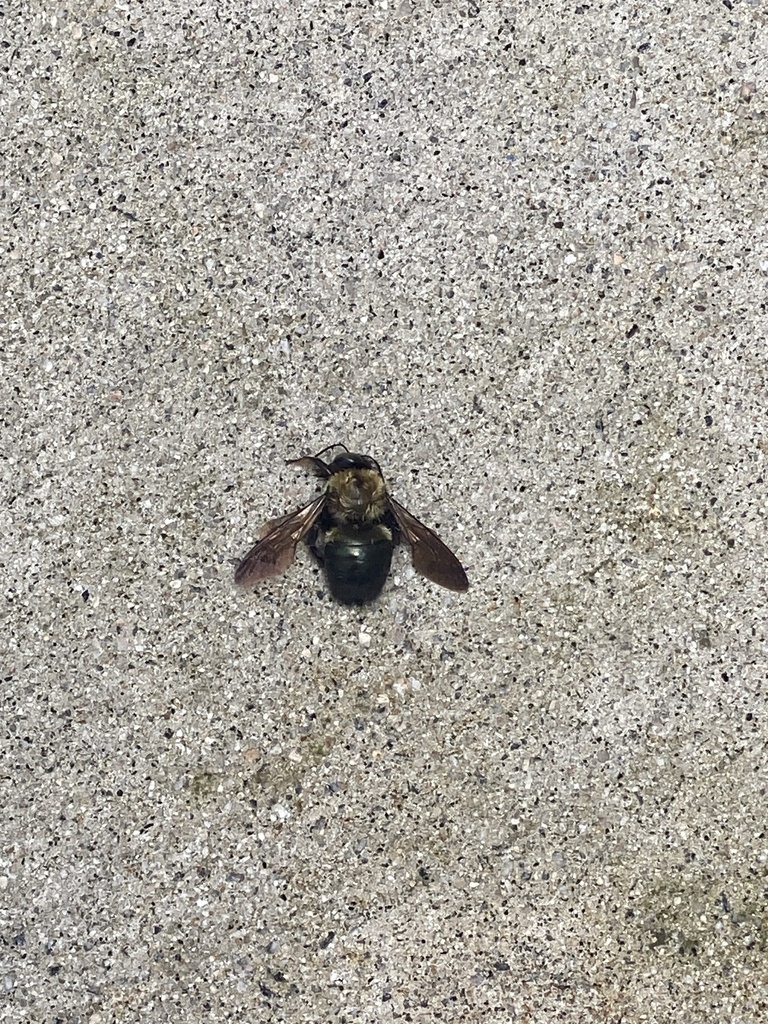 Honey Bees, Bumble Bees, and Allies from Lineberry Dr, Raleigh, NC, US ...