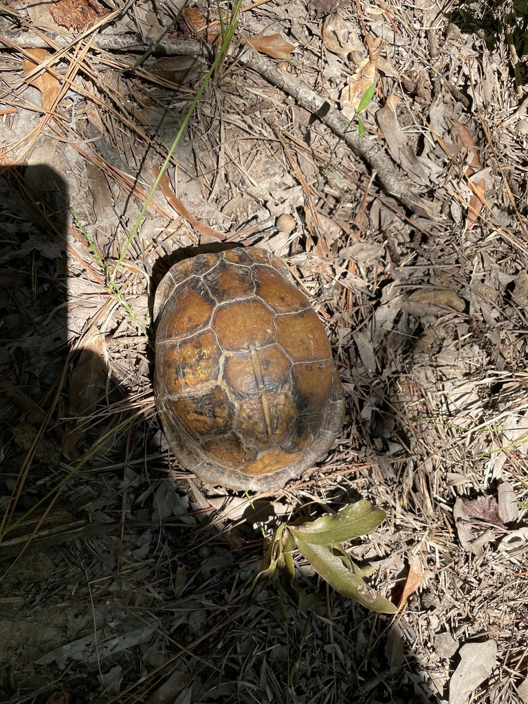 Common Box Turtle in September 2023 by chris fiala · iNaturalist