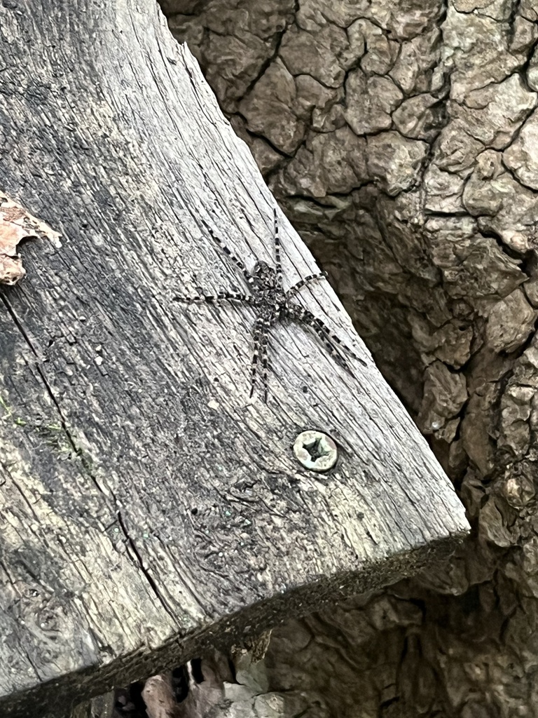 Dark Fishing Spider from South Mountain Reservation, Millburn, NJ, US ...