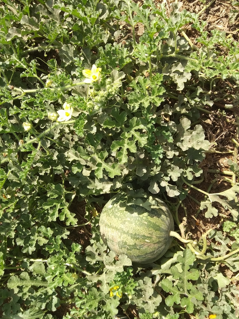 Colocynth from Fresno, CA 93722, USA on September 17, 2023 at 12:03 PM ...