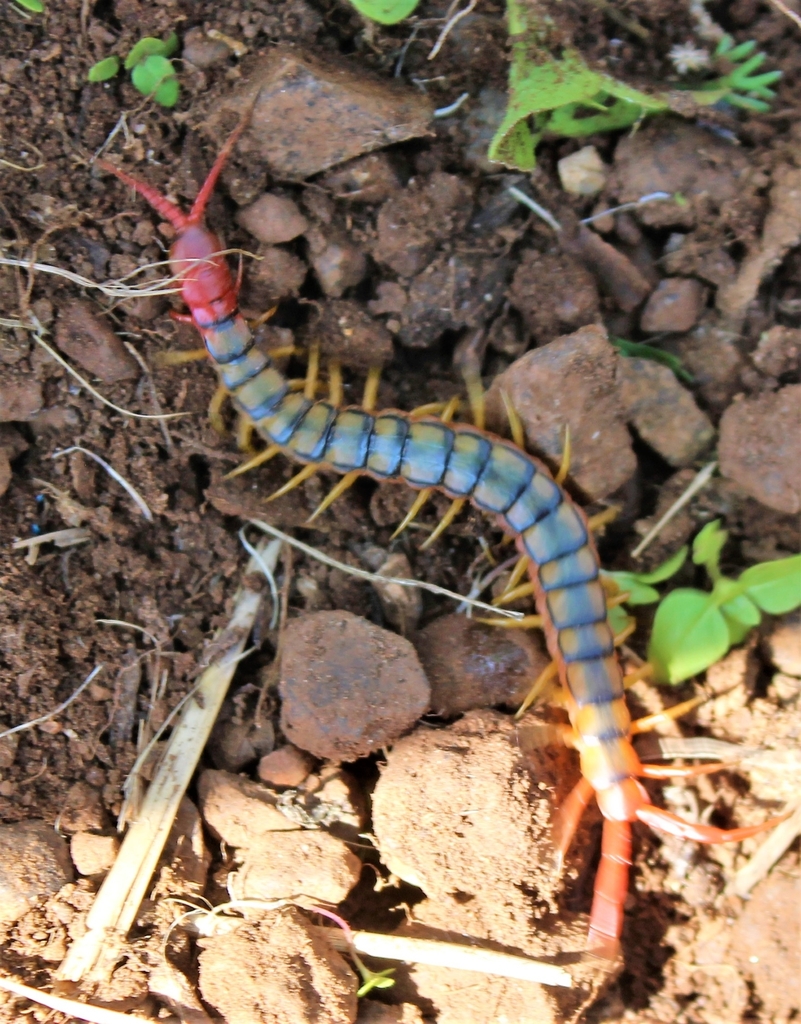 Red-headed Centipede from Phiring, South Africa on August 15, 2023 at ...