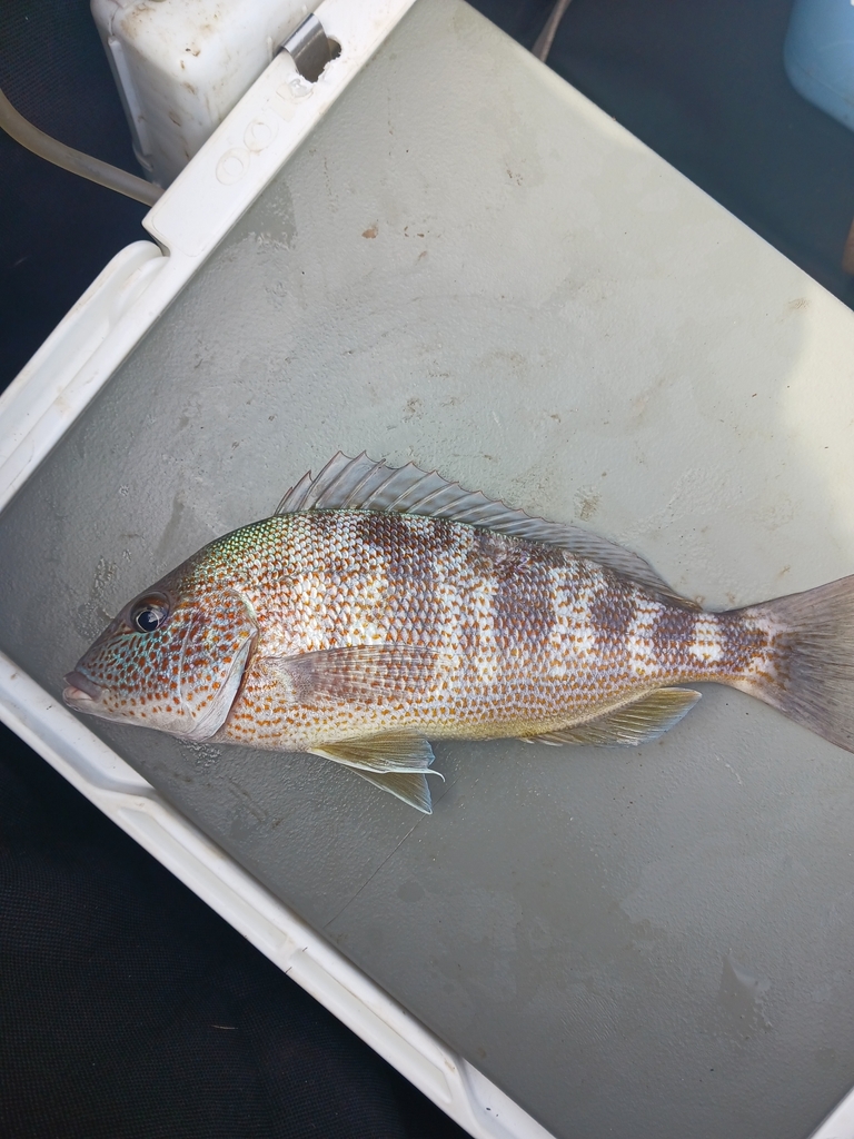 Pigfish from Gulf Shores, AL 36542, USA on September 17, 2023 at 10:19 ...