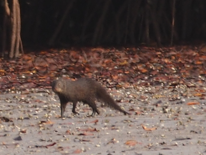 Marsh Mongoose (Atilax paludinosus) - Know Your Mammals