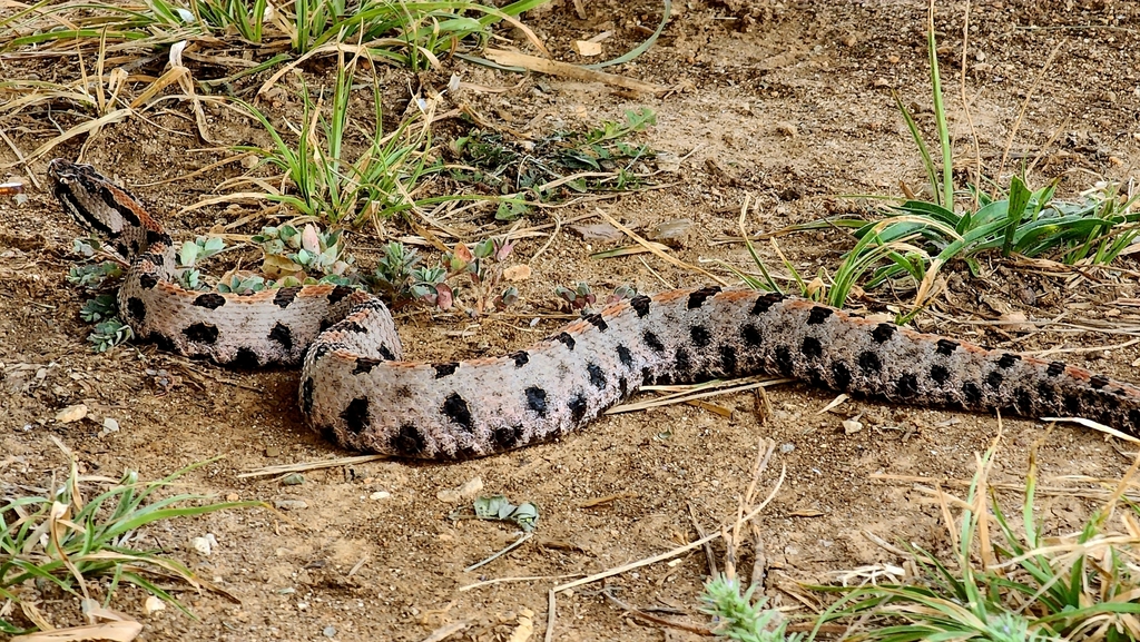 Western Pygmy Rattlesnake in September 2023 by lhorrell · iNaturalist