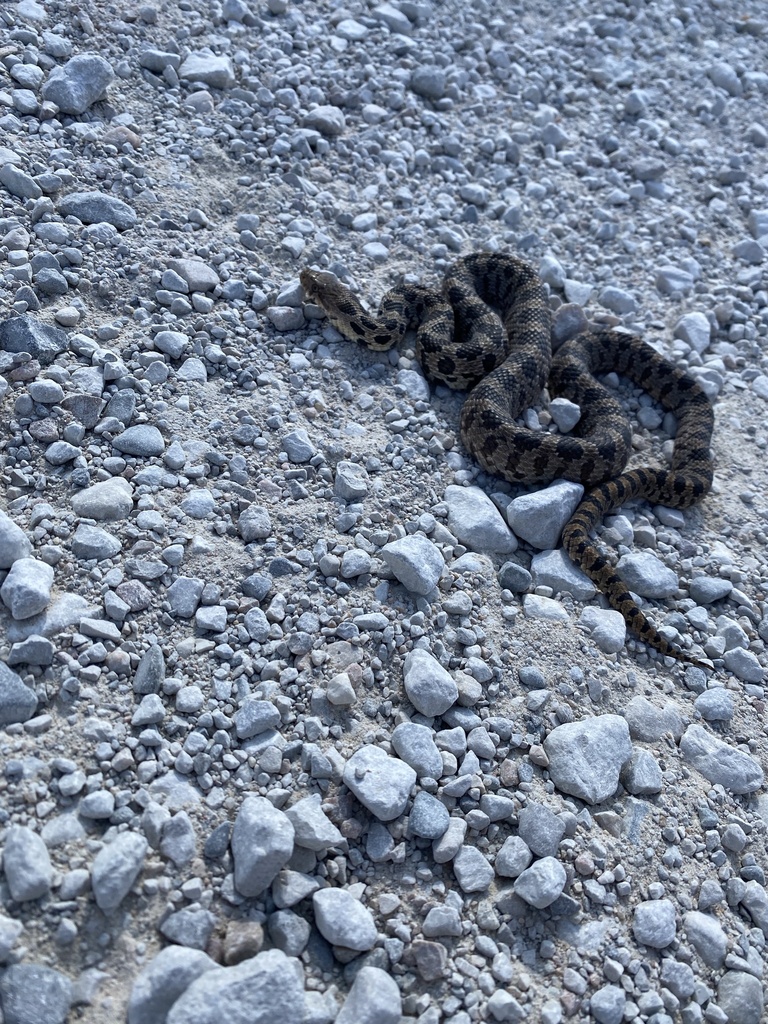 Western Foxsnake from Arney Ave, State Center, IA, US on September 17 ...