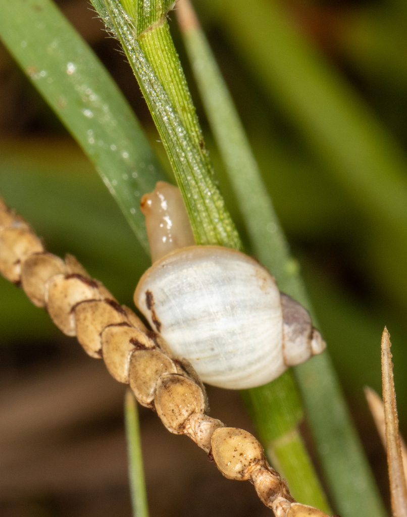 Novisuccinea from GTMNERR St Johns County, FL, USA on September 17 ...