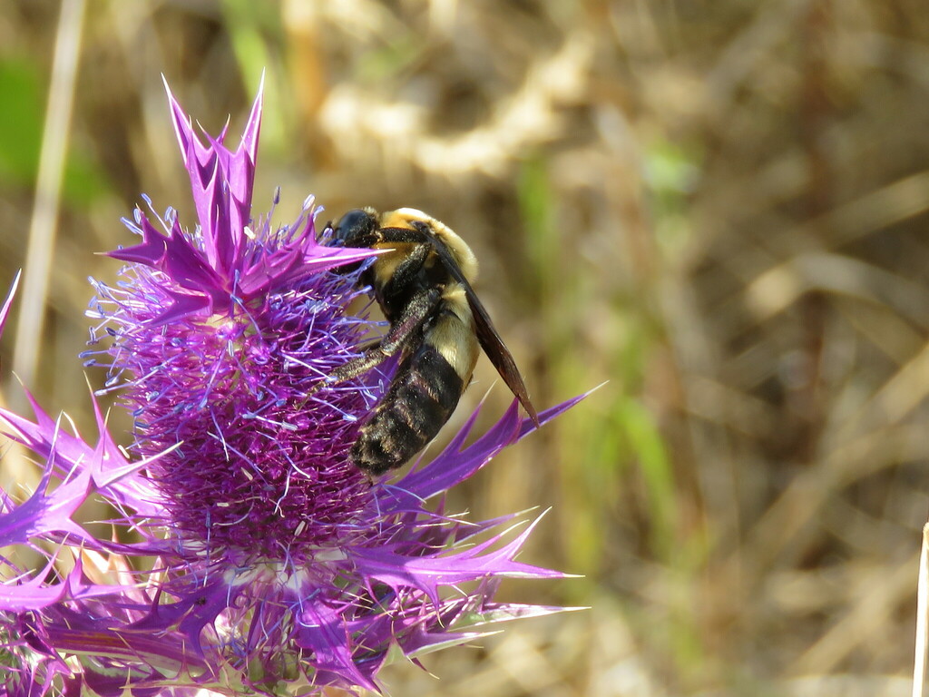 Southern Plains Bumble Bee from Midlothian, TX, USA on September 16 ...