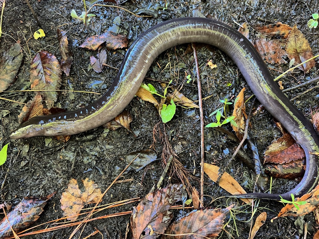 Two-toed Amphiuma from Clay County, FL, USA on September 13, 2023 at 10 ...