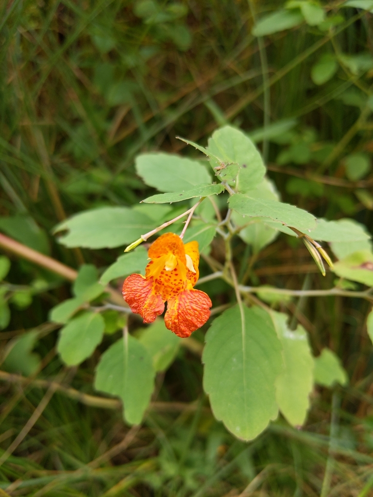 common jewelweed from Fayetteville, NY 13066, USA on September 17, 2023 ...