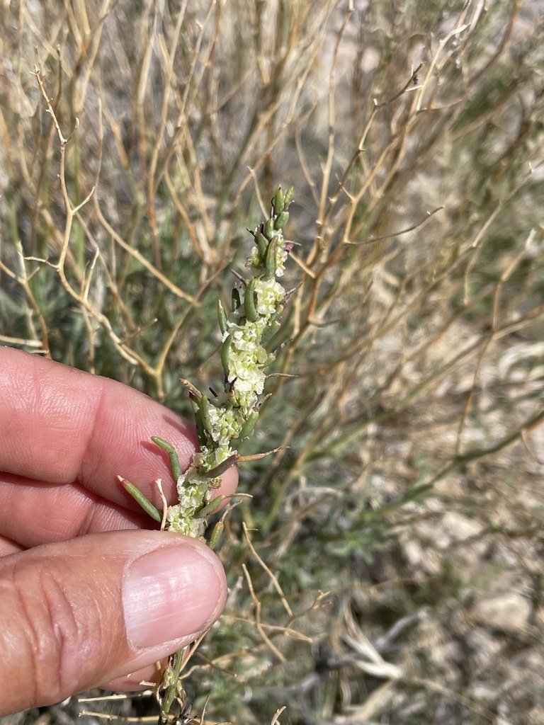 Green molly from Death Valley National Park, Beatty, NV, US on ...