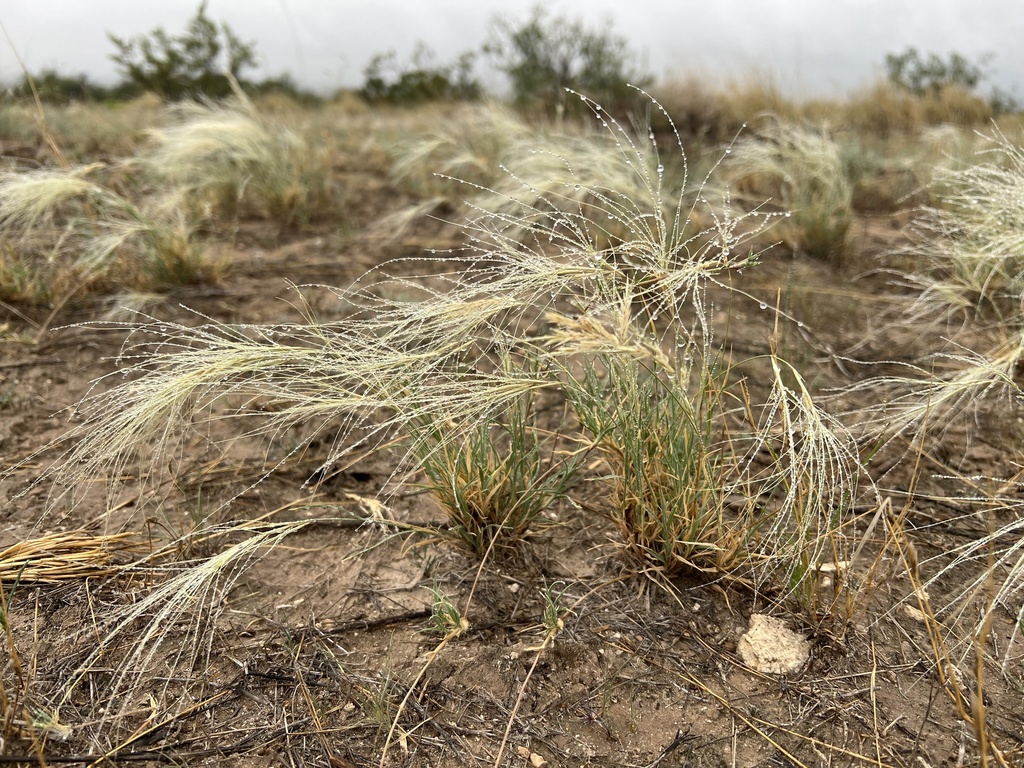 burrograss in September 2023 by stlester · iNaturalist