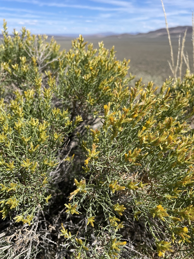 Green Rabbitbrush from Death Valley National Park, Beatty, NV, US on ...