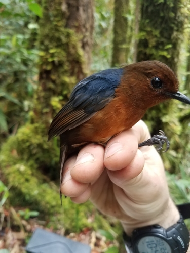 Bornean Shortwing (Subspecies Brachypteryx montana erythrogyna ...