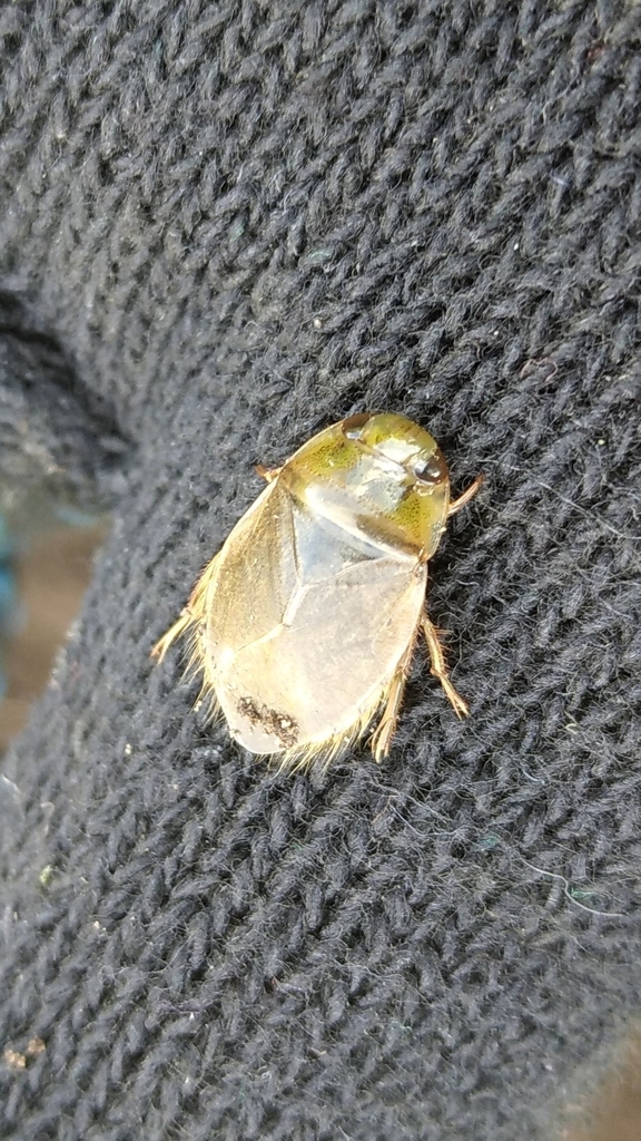 saucer bug in September 2023 by Roman Guscha · iNaturalist