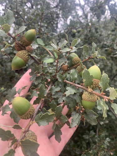 Scrub × Valley Oak (Hybrid Quercus berberidifolia × lobata ...