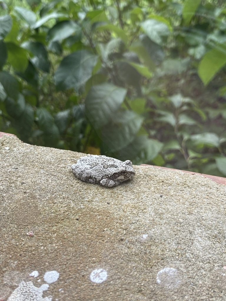 Gray Treefrog Species Complex in September 2023 by Summer Tate. Frog on ...