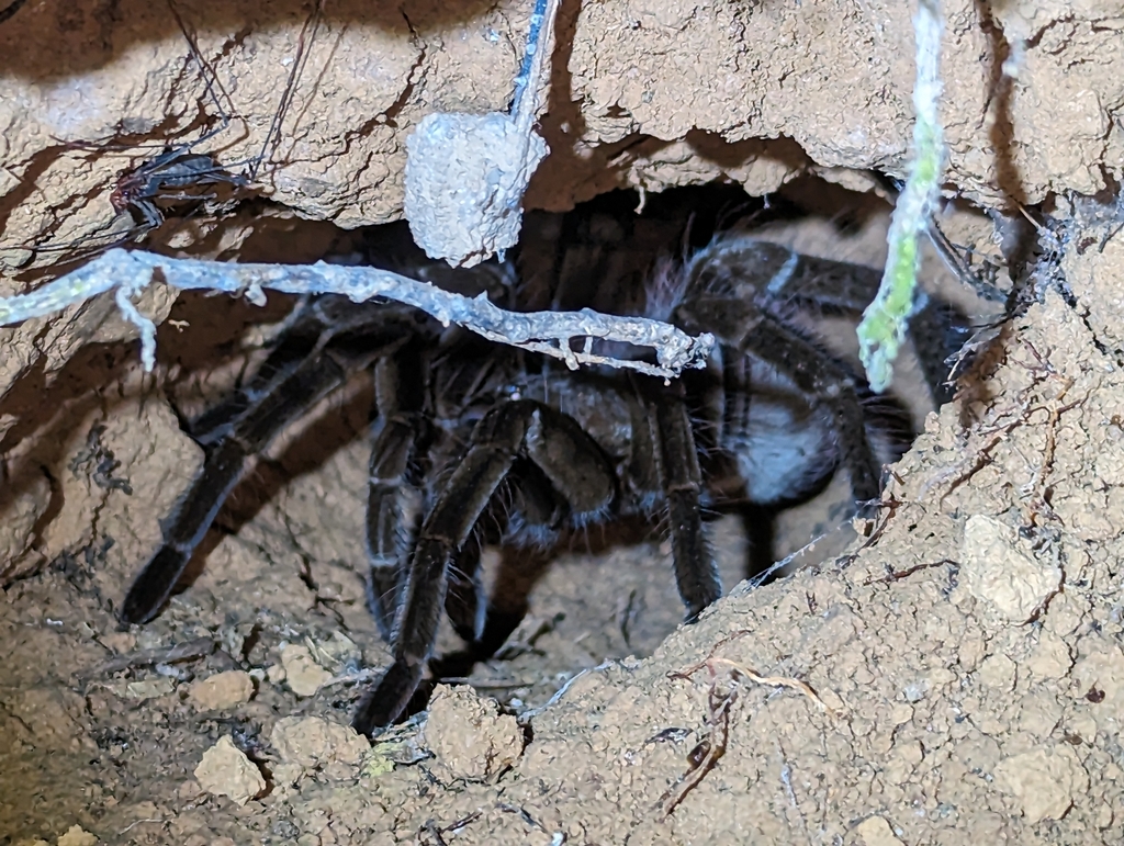 Ecuadorian Brown Velvet Tarantula from 8WVH+GQP Parque Nacional Yasuní ...