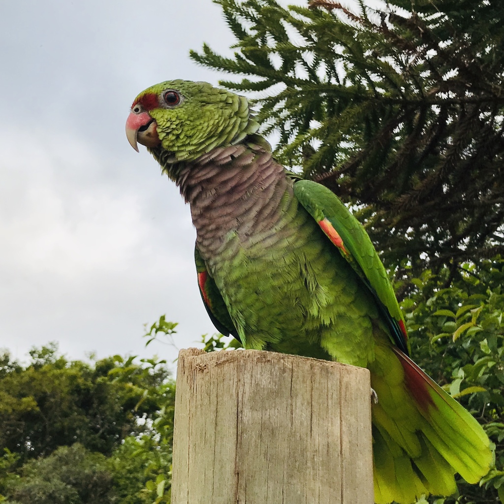 Vinaceous-breasted Parrot in November 2018 by mannomatutu · iNaturalist