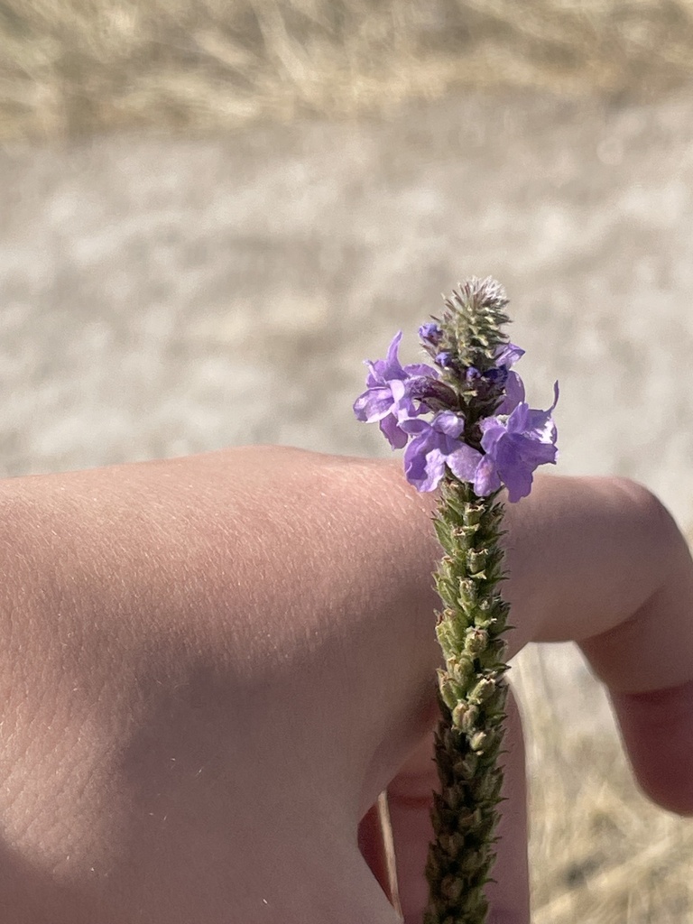 hoary vervain from Badlands National Park, Scenic, SD, US on September ...