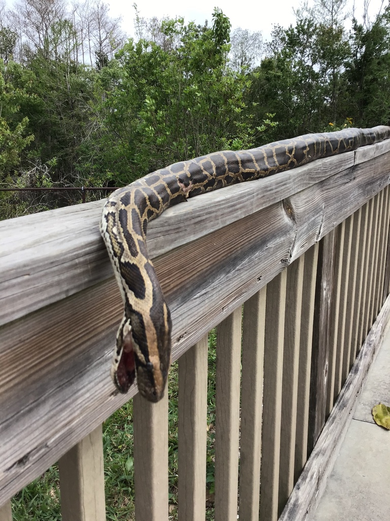 Burmese Python in February 2019 by Megan Scripps · iNaturalist