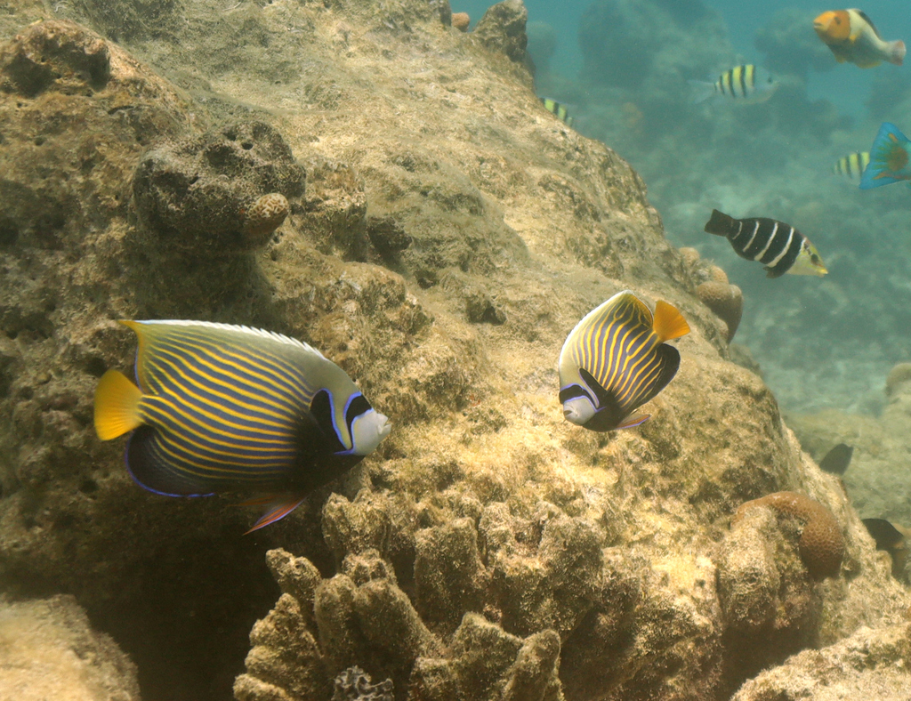 Emperor Angelfish from Saipan, MP on September 14, 2023 at 12:57 PM by ...
