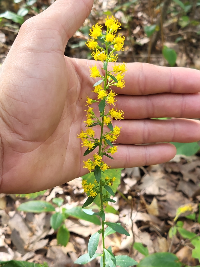 Hairy Goldenrod from Port Franks, ON N0M 2L0, Canada on September 16 ...