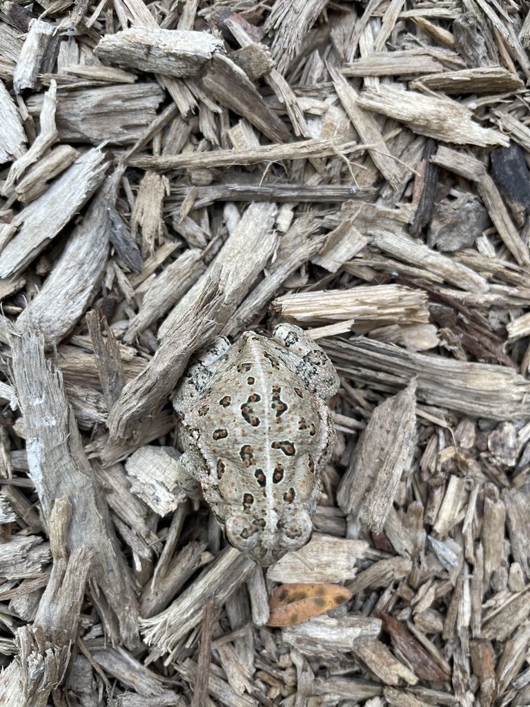 Woodhouse's Toad from Ashland, NE, US on August 31, 2023 at 09:06 AM by ...