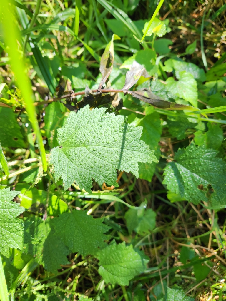 Japanese Nettle from 424台灣台中市和平區武陵農場 on September 18, 2023 at 09:43 AM ...