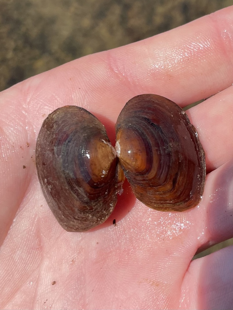 Fusconaia from Bogue Chitto, Bogalusa, LA, US on September 17, 2023 at ...