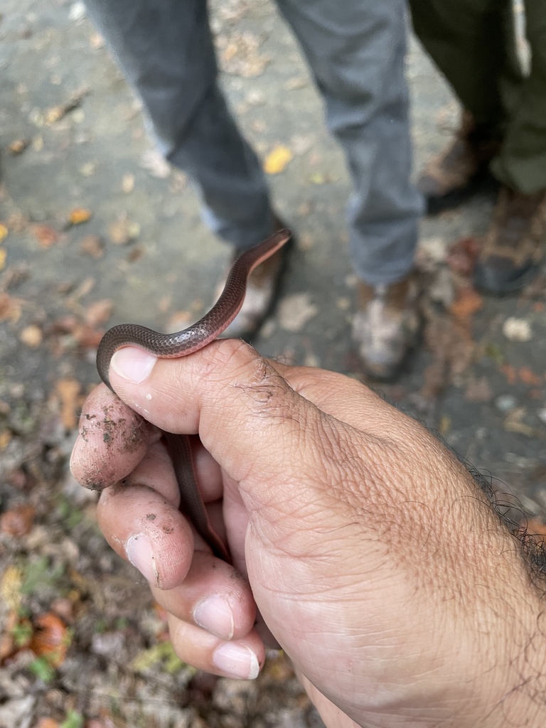 Eastern Worm Snake from Huntley Meadows Park, Alexandria, VA, US on ...