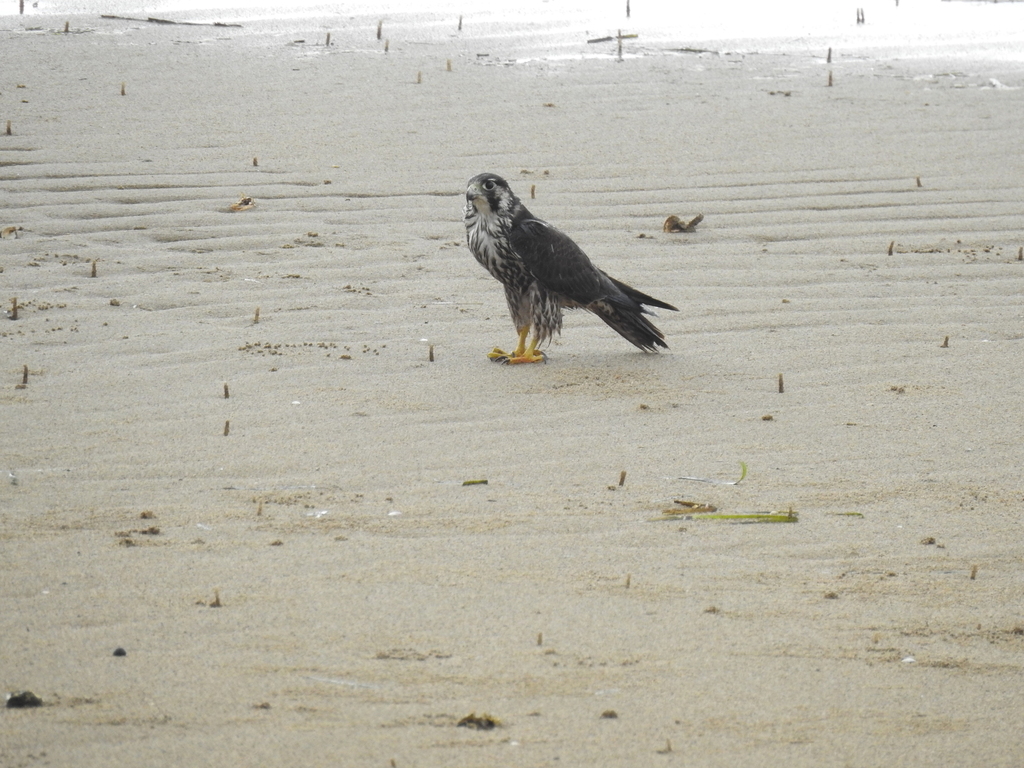 Eastern Peregrine Falcon from Matsunasecho, Matsusaka, Mie 515-0102 ...