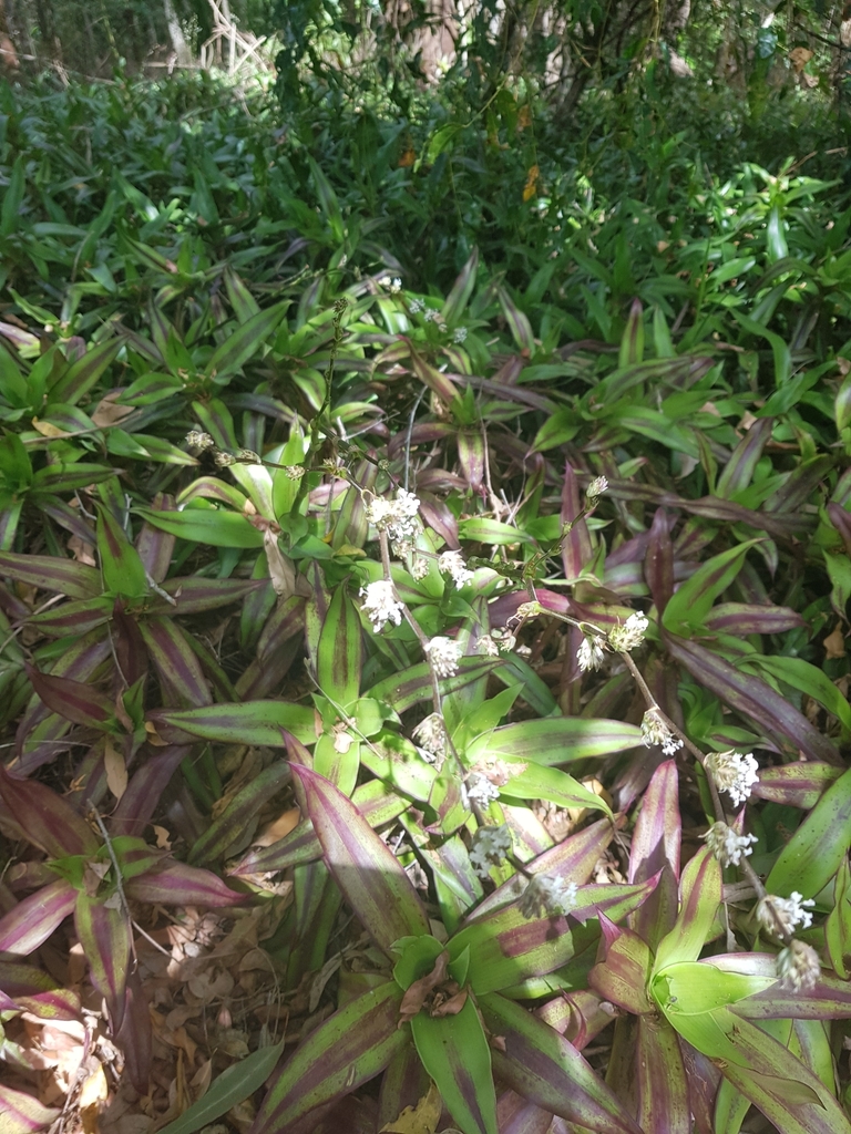 False Bromeliad Plant by Dan K Gynes · iNaturalist