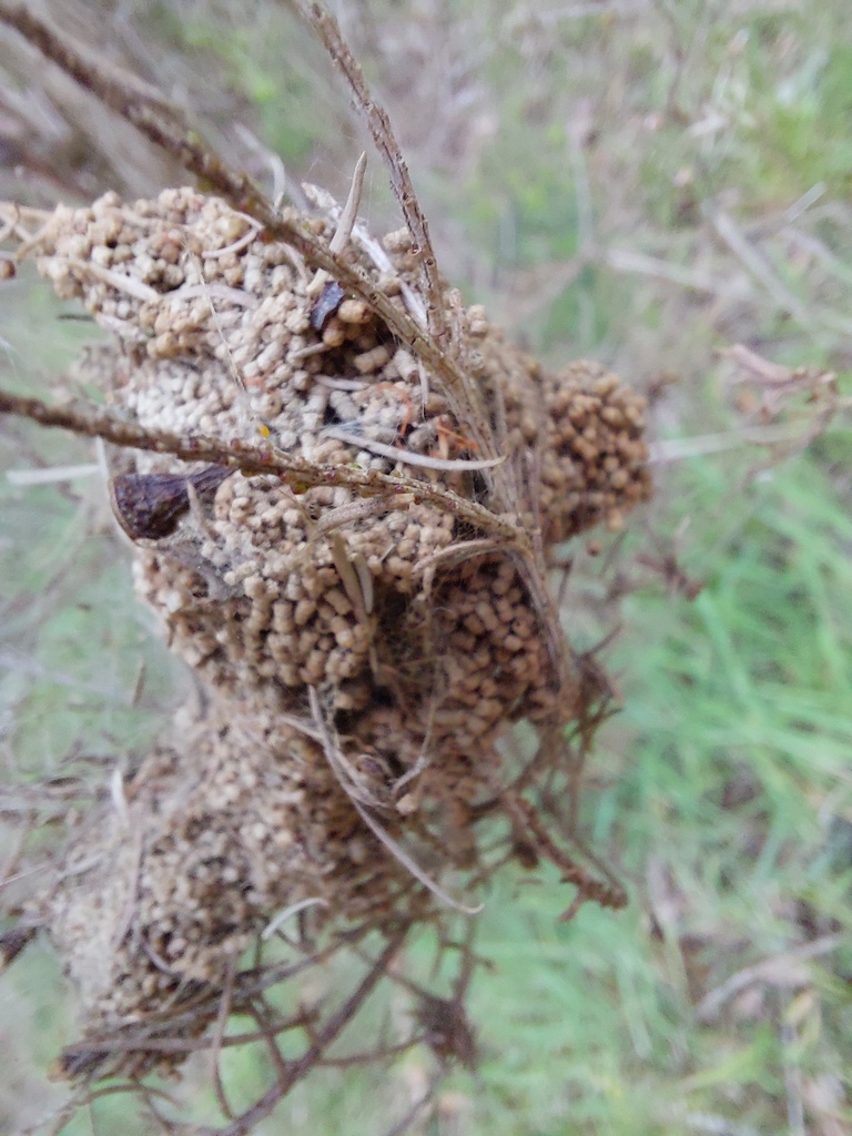 Teatree Web Moth from Longwarry North VIC 3816, Australia on September ...