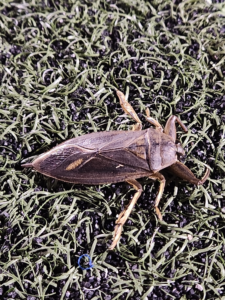 American Giant Water Bug from Montréal, QC H4B 2A7, Canada on September ...