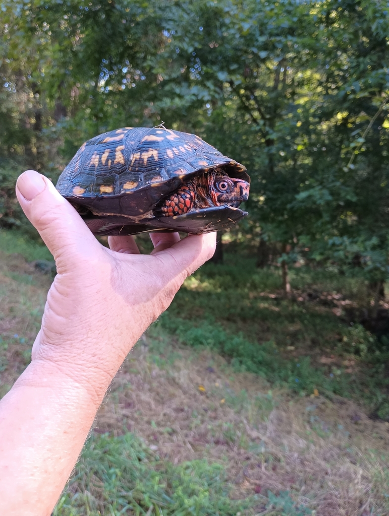 Eastern Box Turtle in September 2023 by Marcie Roper. I was surprised ...