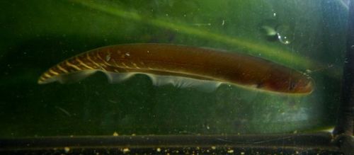 Coropina Knifefish (Gymnotus coropinae) · iNaturalist