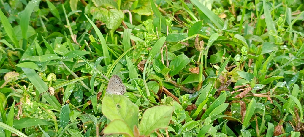 Pale Grass Blue from Wakro, Arunachal Pradesh 792102, India on ...