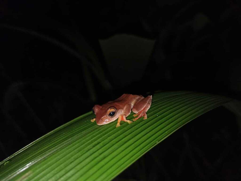 Java Flying Frog from Bogor City, West Java, Indonesia on September 17 ...