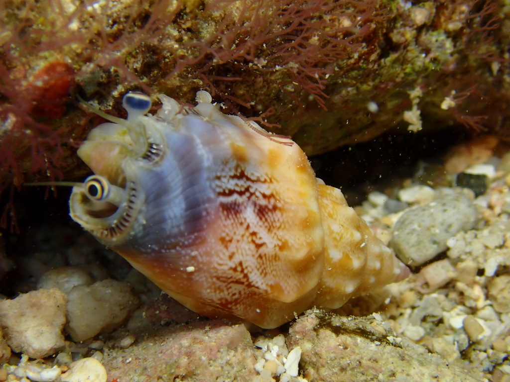 Toothed Conch from Westerlies Vessel Anchorage, Northern Mariana ...