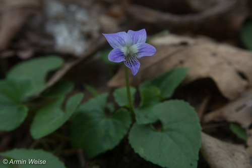 Florida Violet (Viola floridana) · iNaturalist