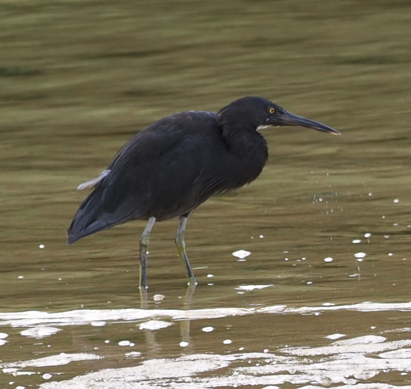Pacific Reef-Heron in July 2023 by S Dowell · iNaturalist