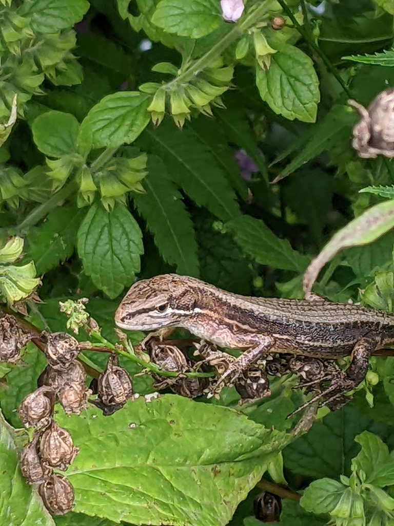 Japanese Grass Lizard from 日本 〒064-0944 on September 18, 2023 at 12:07 ...