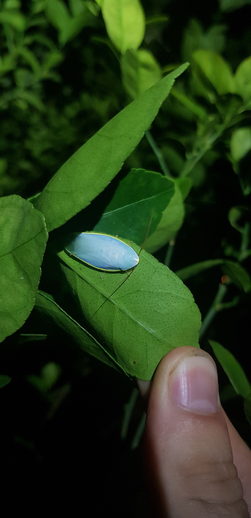 Panchlora aurora from Saint-Laurent-du-Maroni, Guyane française on ...