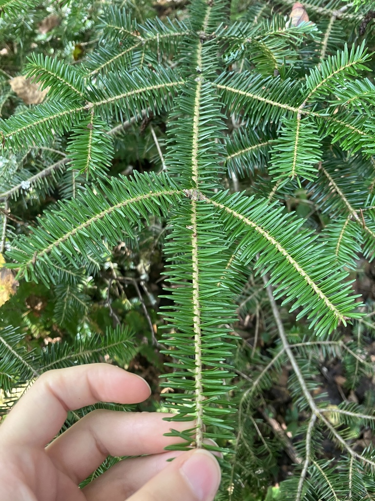 balsam fir from Moose Bog Boardwalk, Island Pond, VT, US on September ...
