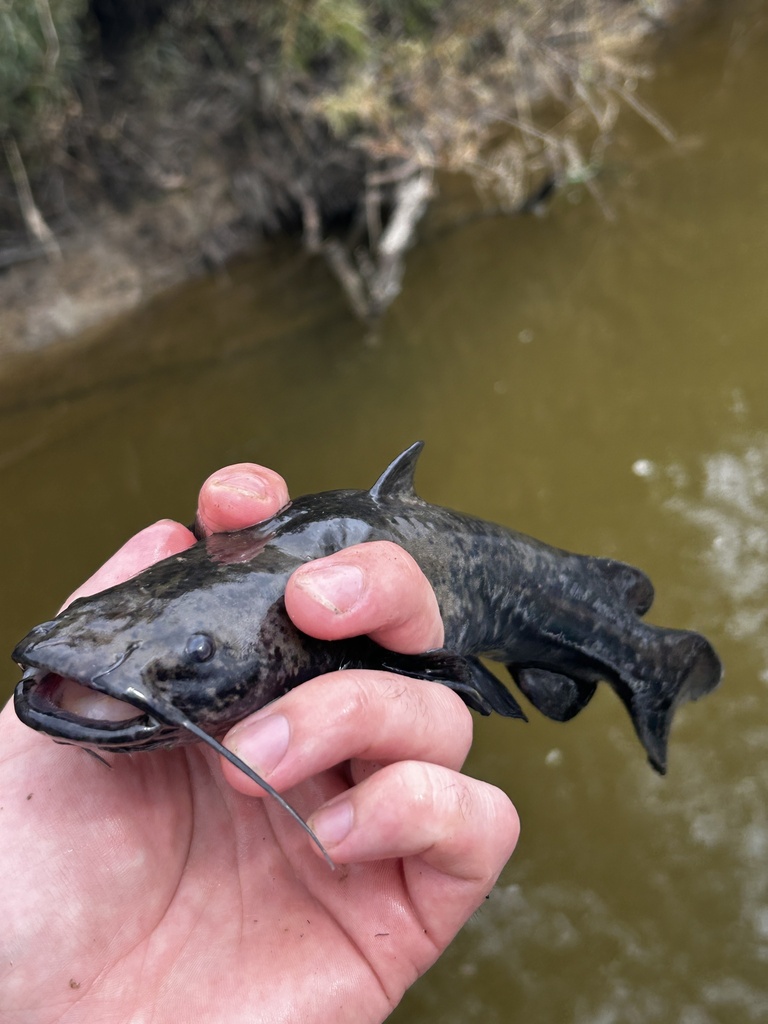 Flathead Catfish from Flint River, Saginaw, MI, US on September 17 ...