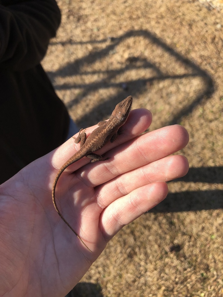 Green Anole from Asby Ln, Morehead City, NC, US on April 12, 2022 at 11 ...